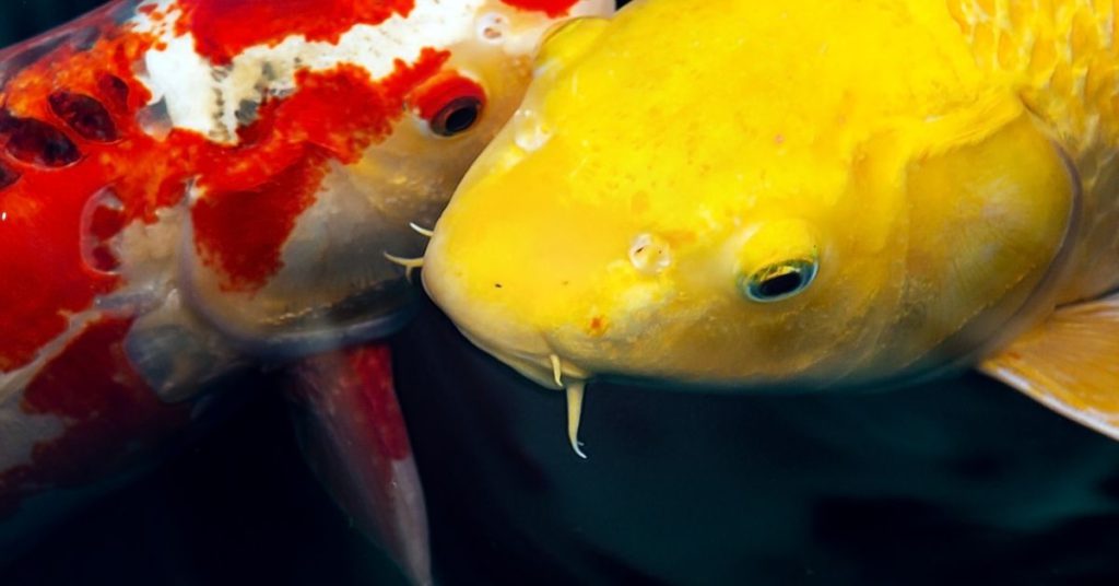 KOI Barbels: When Do They Get It, and How Do They Look Like?