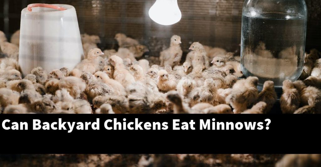 Can Backyard Chickens Eat Minnows? - About Backyard