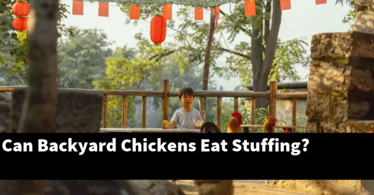 Can Backyard Chickens Eat Stuffing? - About Backyard
